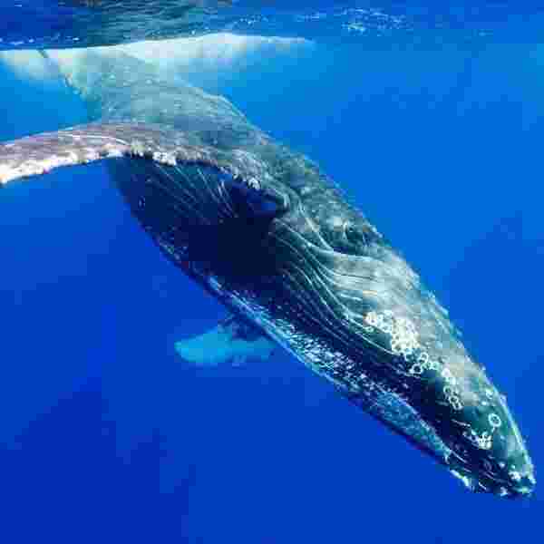 Conoce a la Ballena Azul: el animal más grande del planeta - Panorama ...